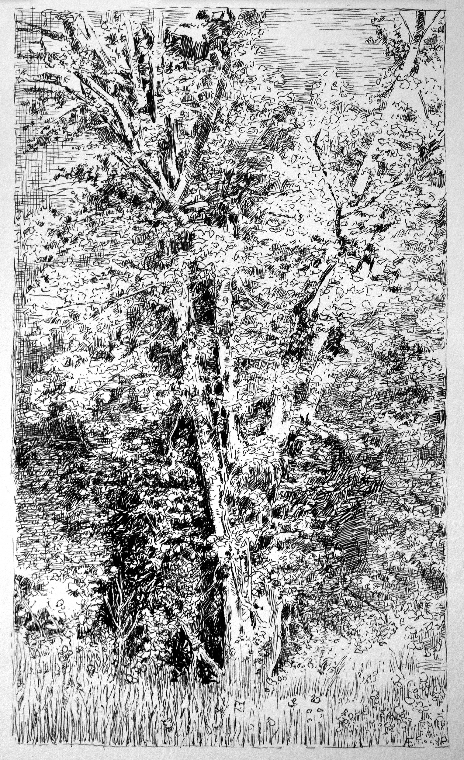 Tree Study #2 – Lauren Clark Fine Art